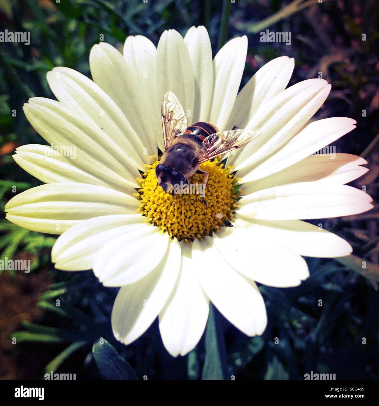 Honey bee on a large daisy flower Stock Photo - Alamy