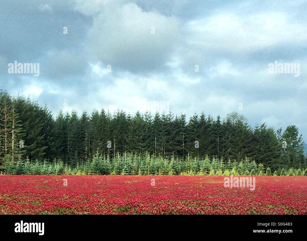 Pnw hi-res stock photography and images - Alamy