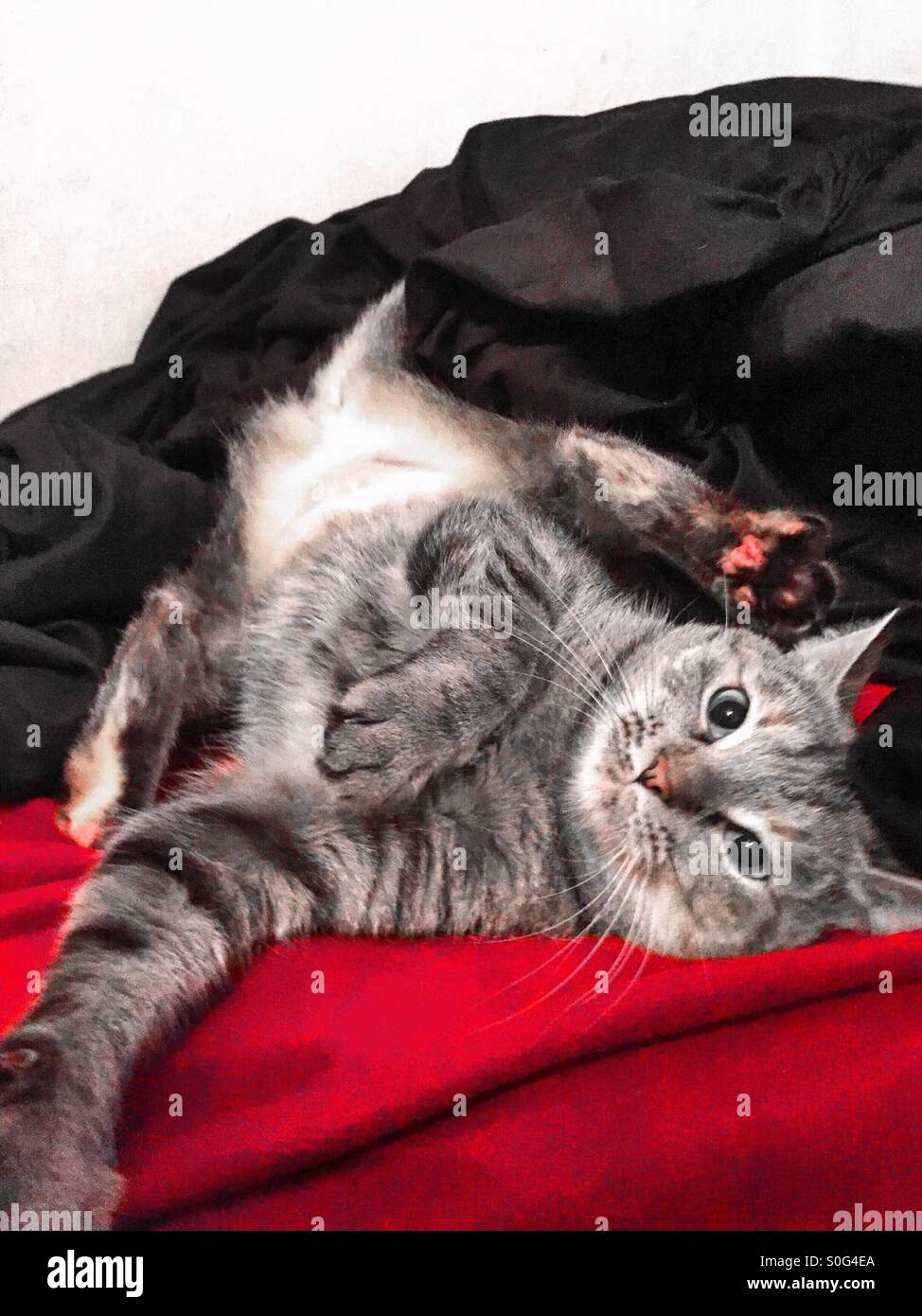 An angry cat hi-res stock photography and images - Alamy