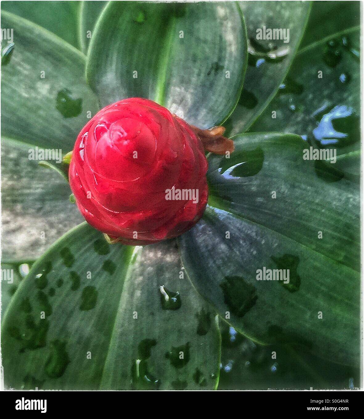 Detailed flower shapes hi-res stock photography and images - Alamy