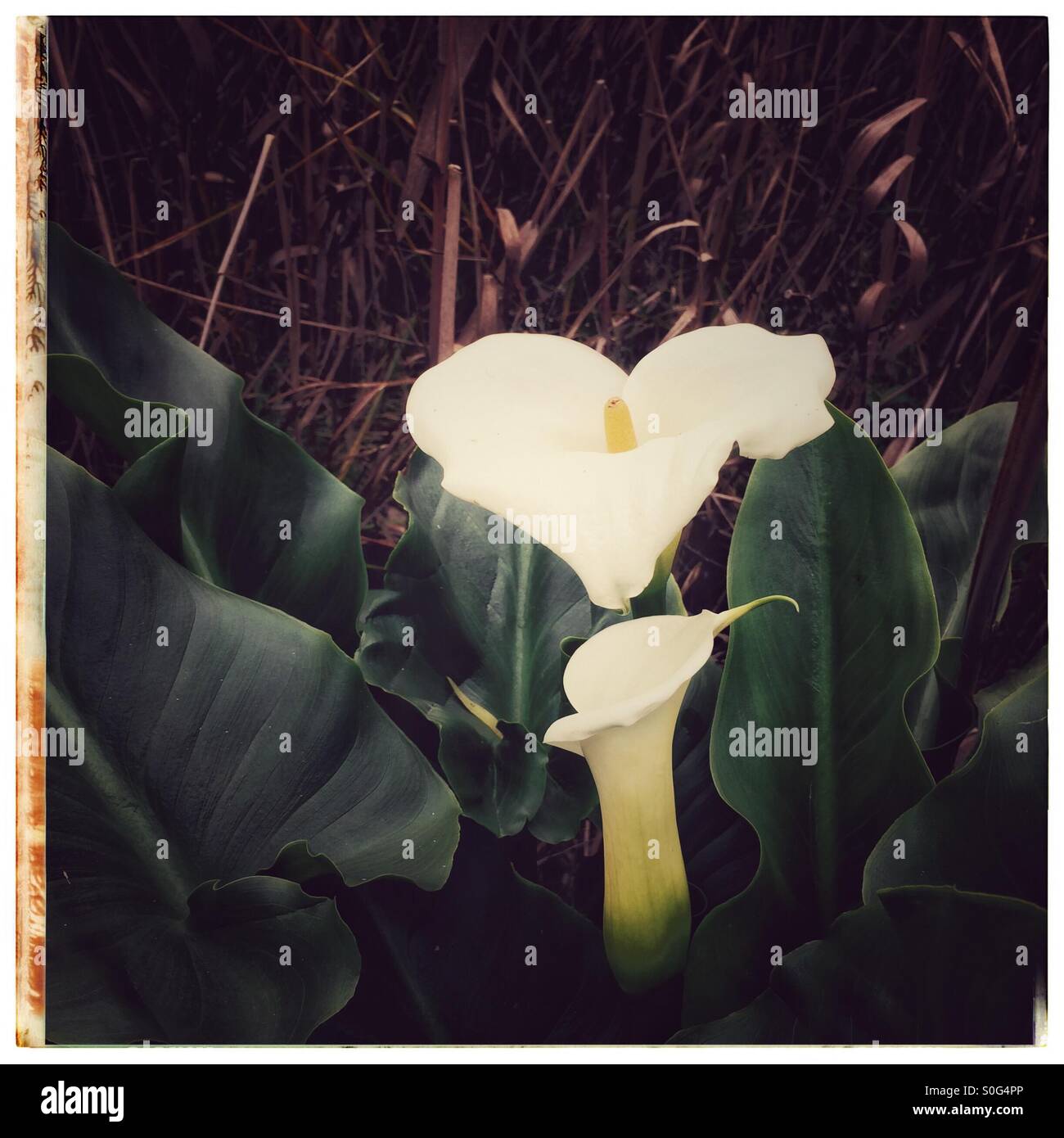 Two Arum lilies Stock Photo - Alamy