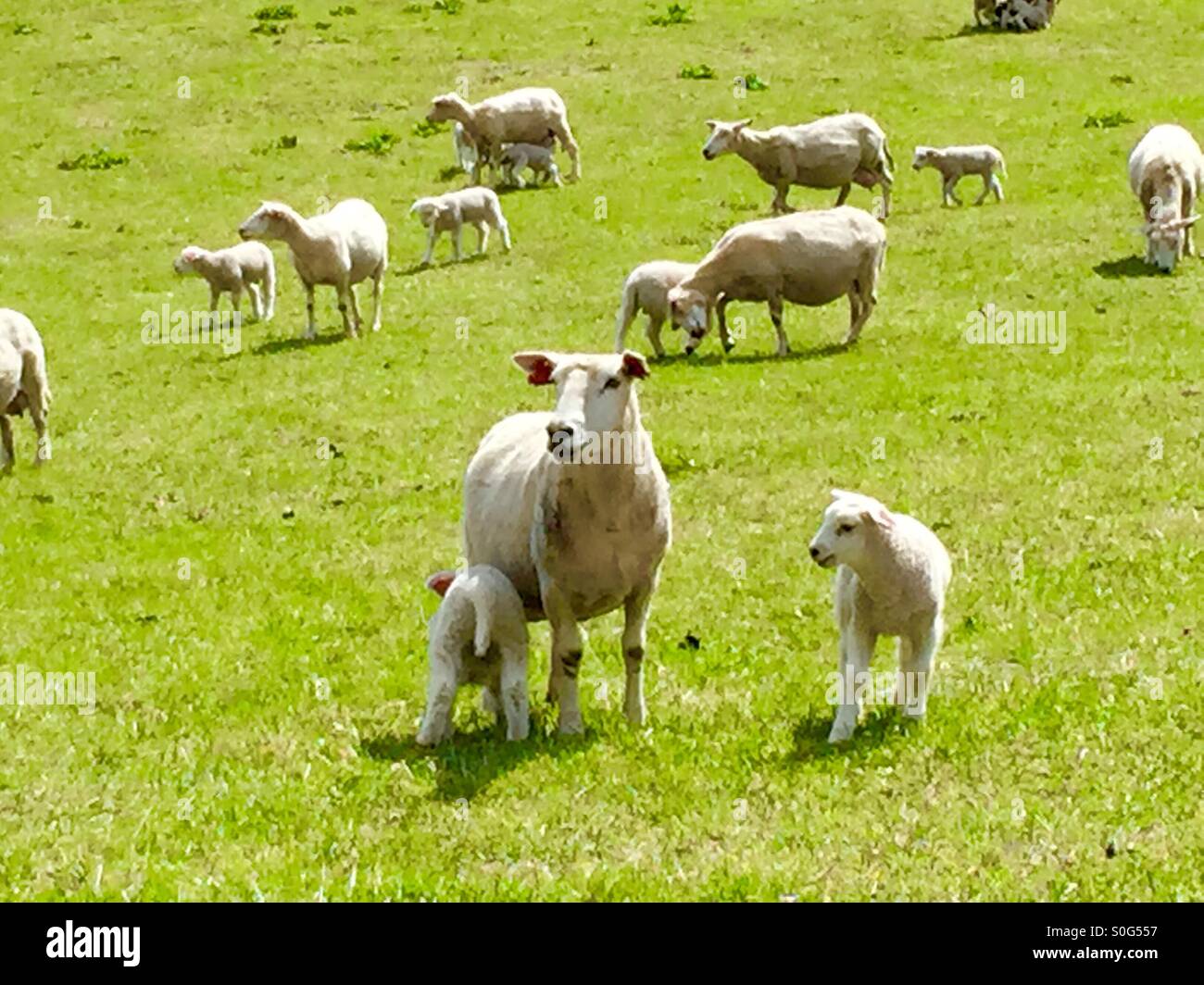 Child with adult sheep hi-res stock photography and images - Alamy