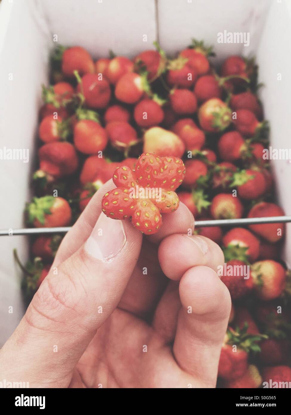 Deformed fruit hi-res stock photography and images - Alamy