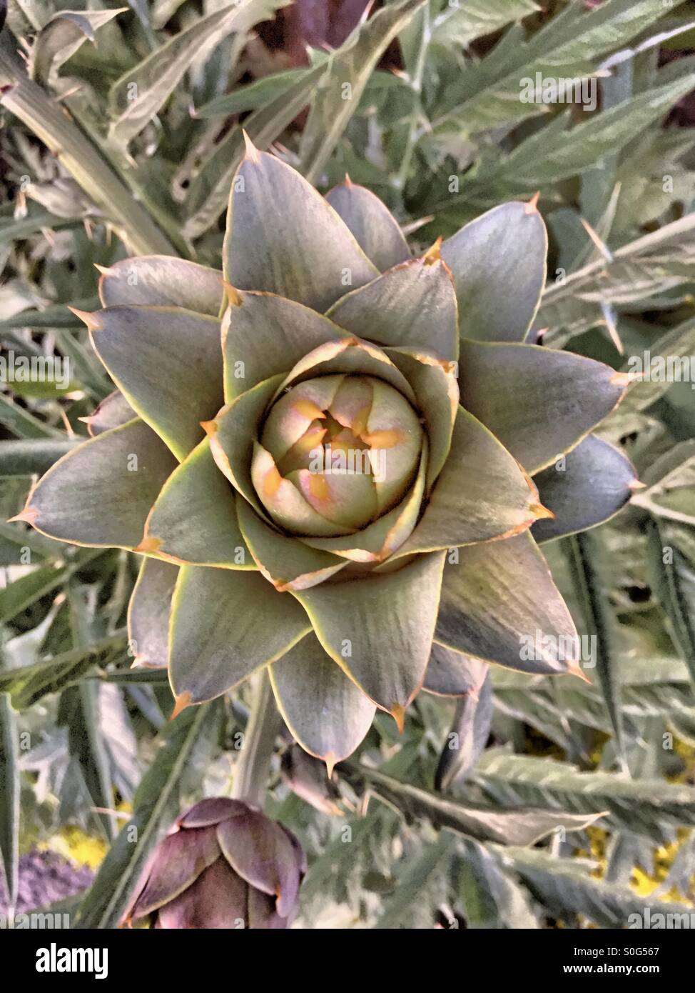 The Pokey High Resolution Stock Photography and Images - Alamy