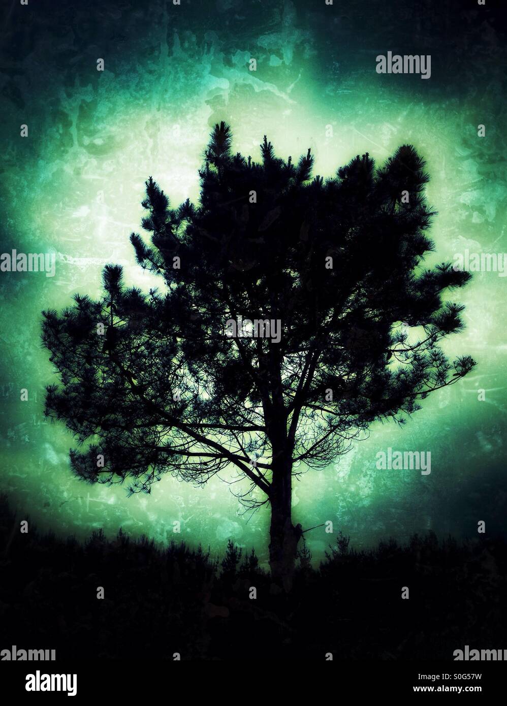 Creepy twigs and branches of tree hi-res stock photography and images ...