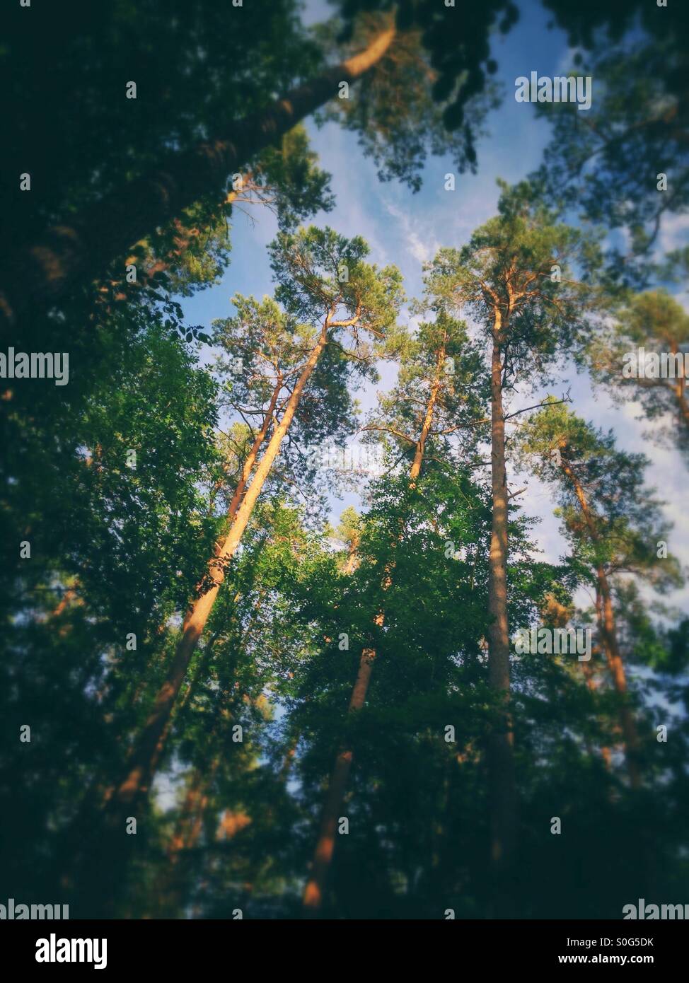 Sky high trees hi-res stock photography and images - Alamy
