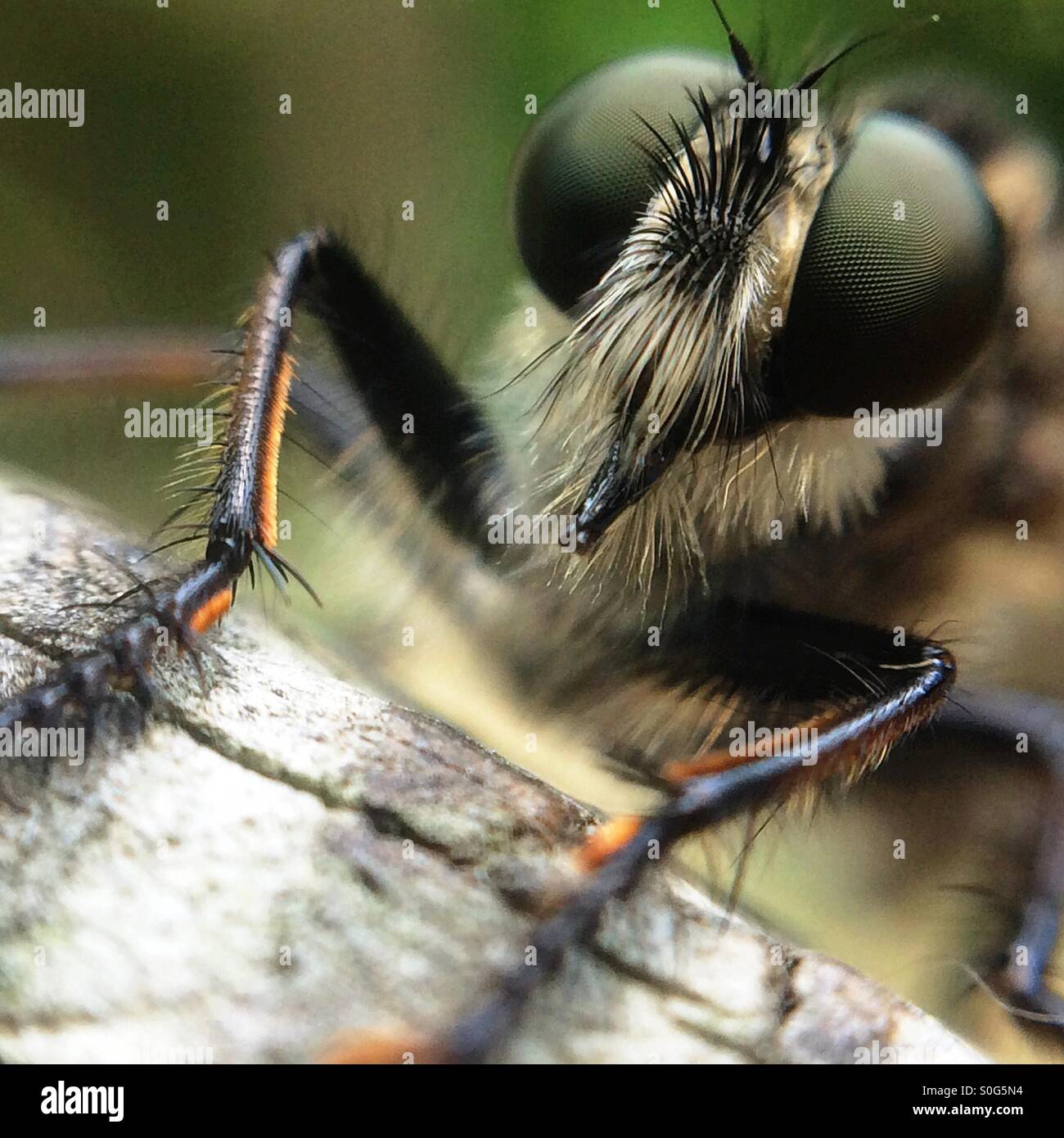 Up close with, a bug Stock Photo - Alamy