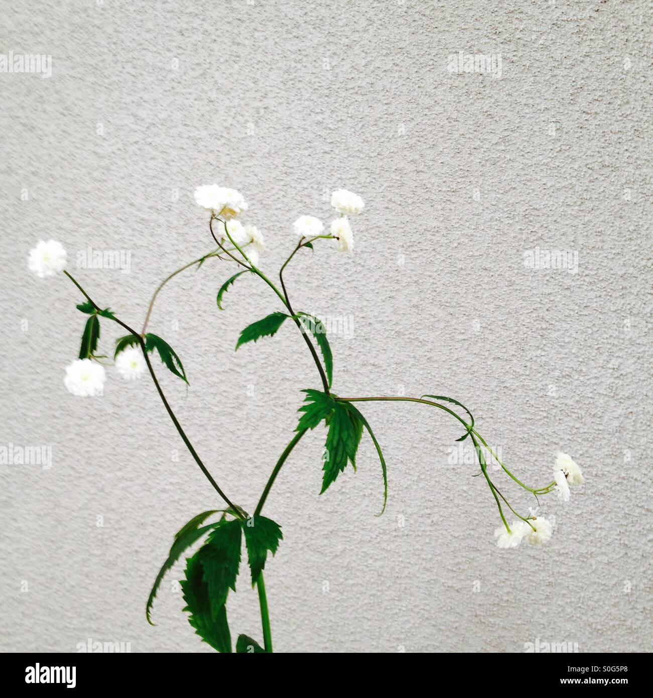 Grace flower hi-res stock photography and images - Alamy