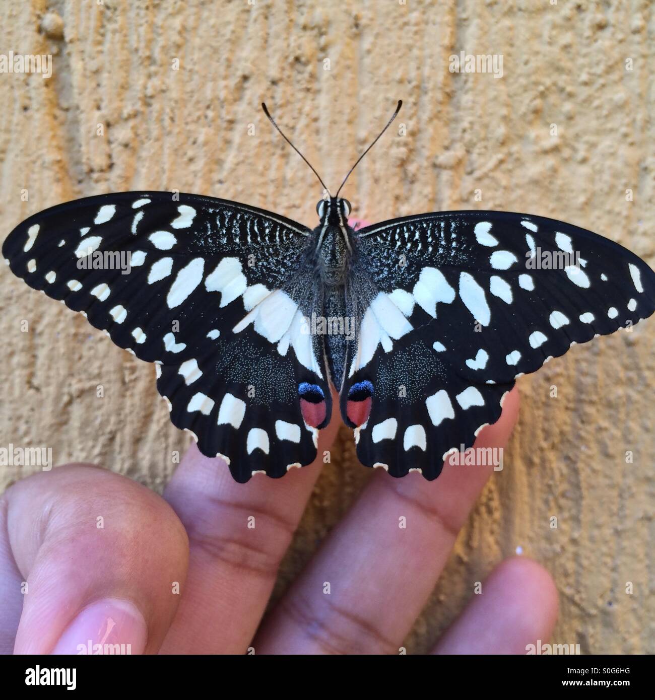 Dotted Butterfly High Resolution Stock Photography and Images - Alamy