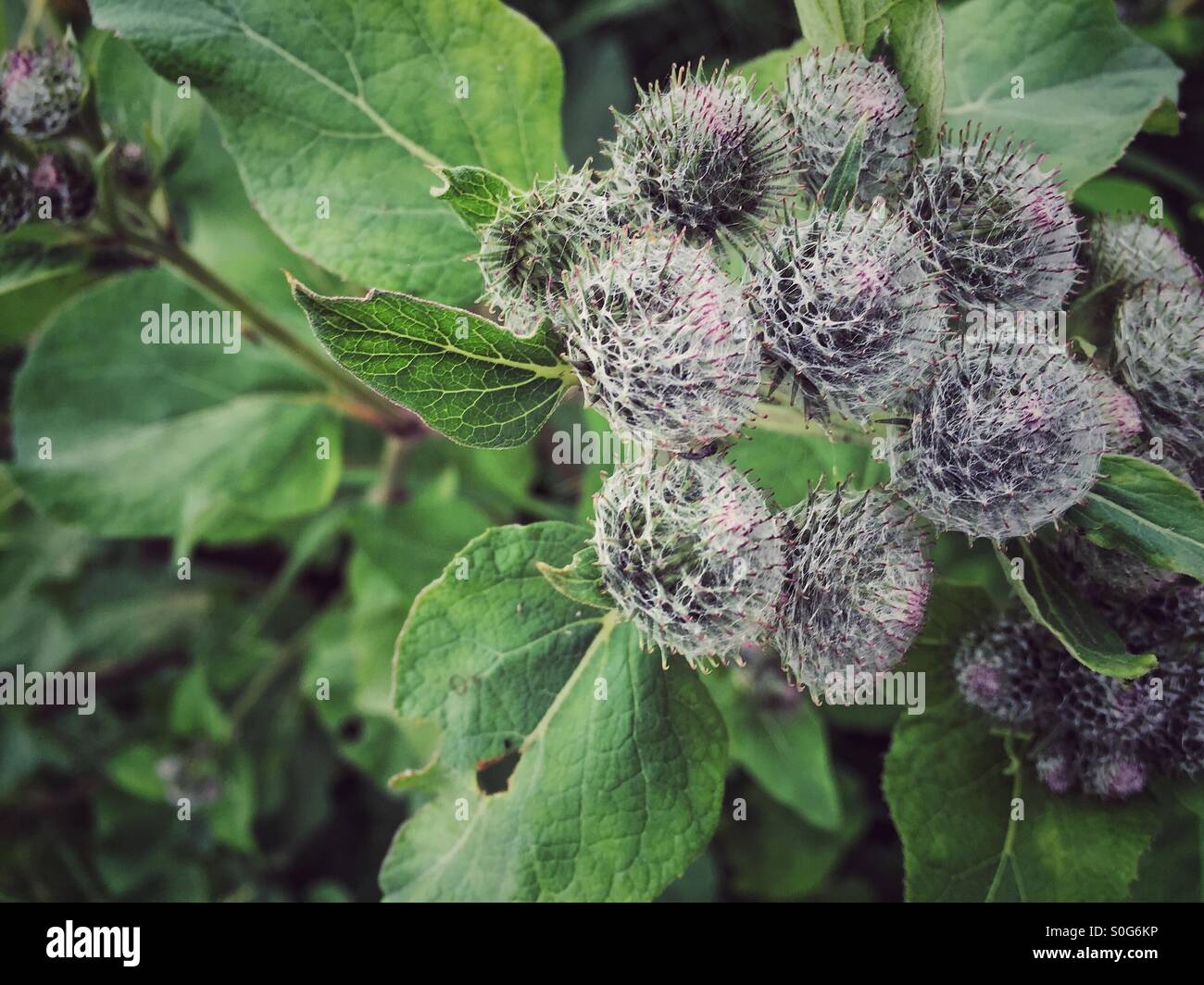 Spiky plant hi-res stock photography and images - Alamy