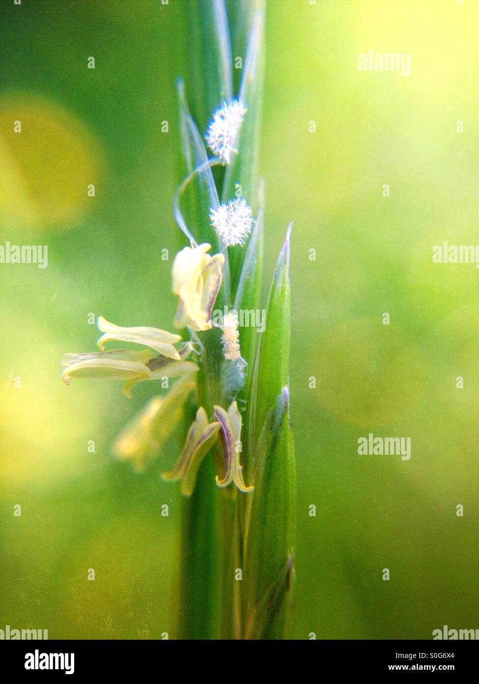 Fever grass hi-res stock photography and images - Alamy