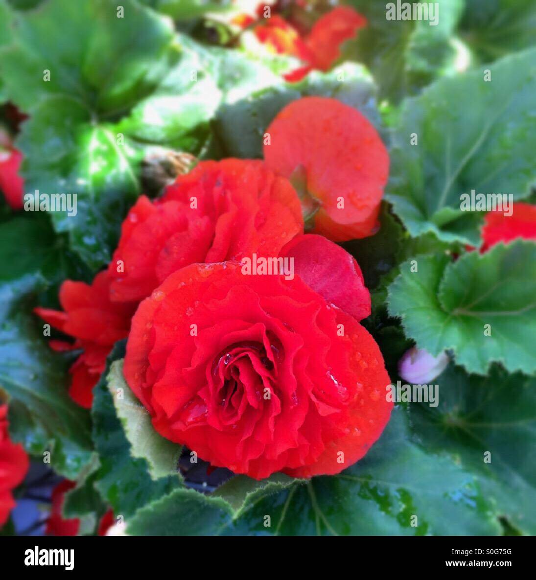 Red Tuberous Begonia in bloom Stock Photo - Alamy