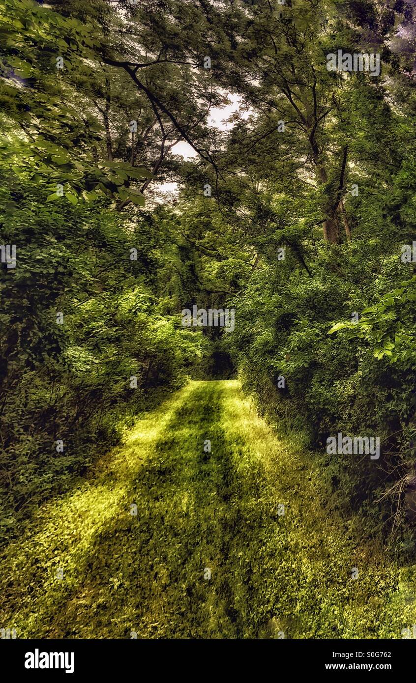 Photos of tree tunnels hi-res stock photography and images - Alamy