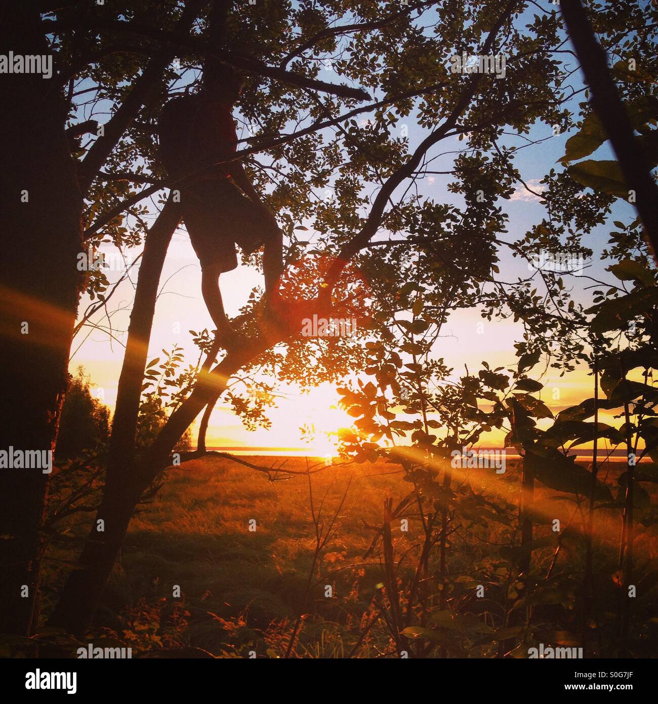 Boy in a tree during sunset Stock Photo - Alamy