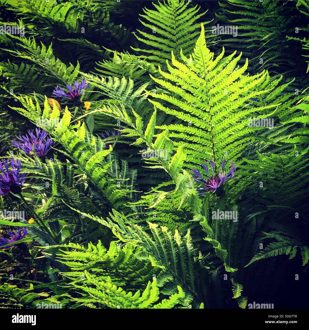 Flowers fern hi-res stock photography and images - Alamy