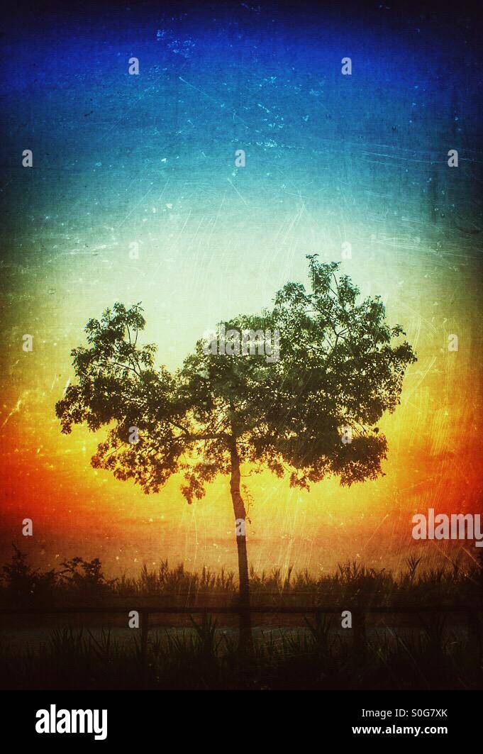 Tree at sunrise Stock Photo - Alamy