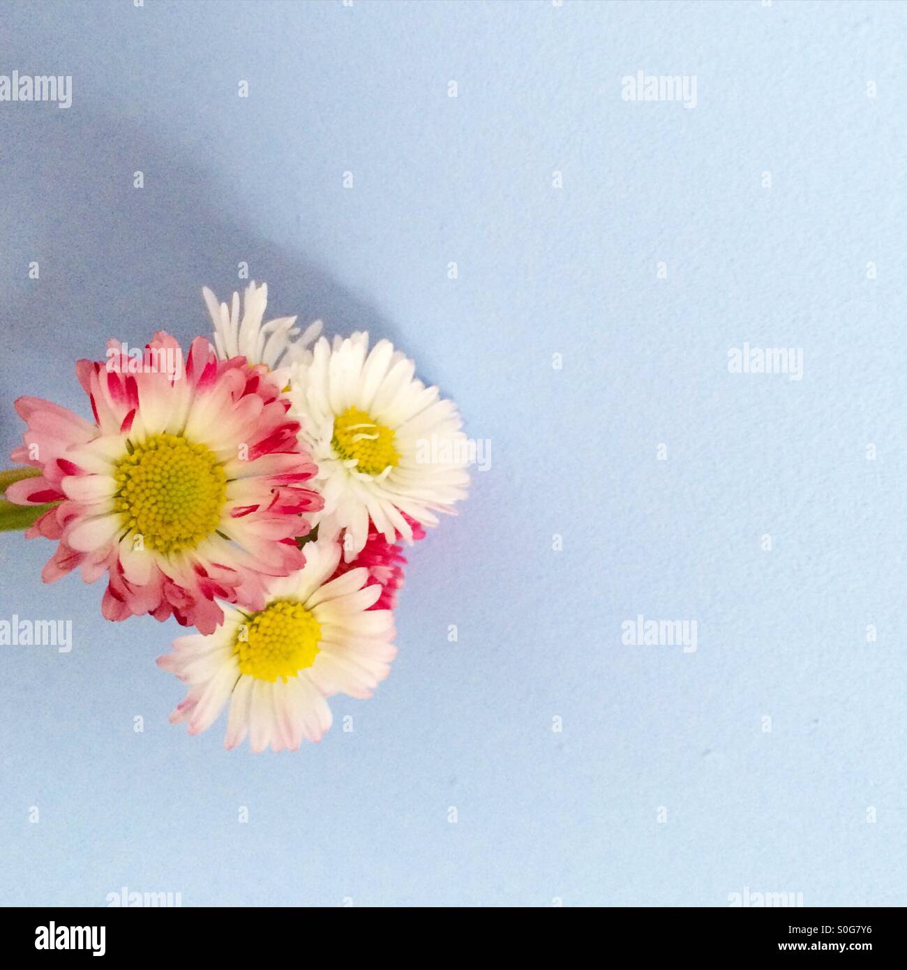 A bunch of pretty daisies Stock Photo - Alamy