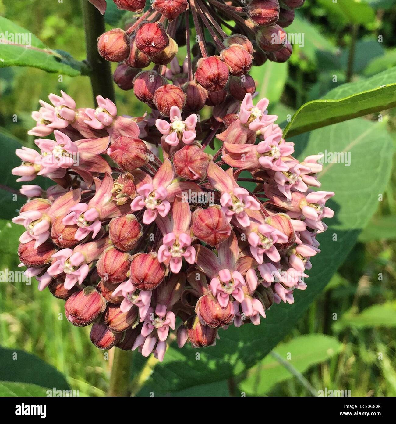 Prairie Milkweed High Resolution Stock Photography and Images - Alamy
