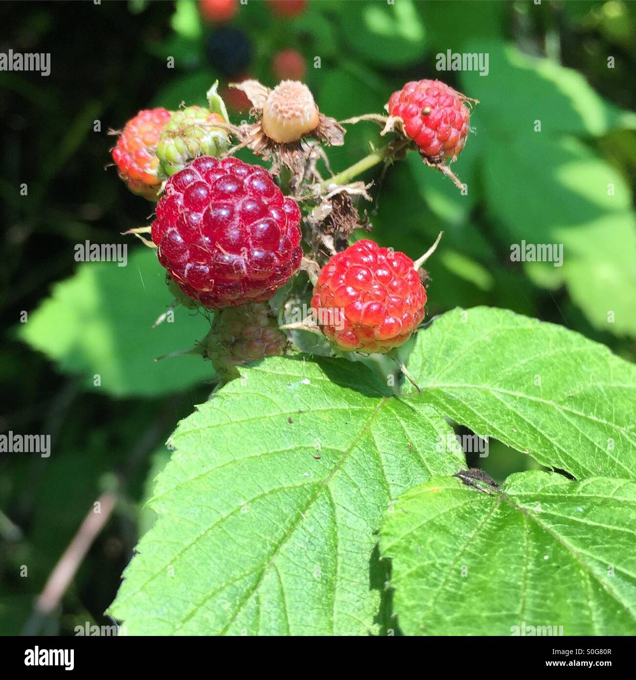 Wild fruit plants hi-res stock photography and images - Alamy