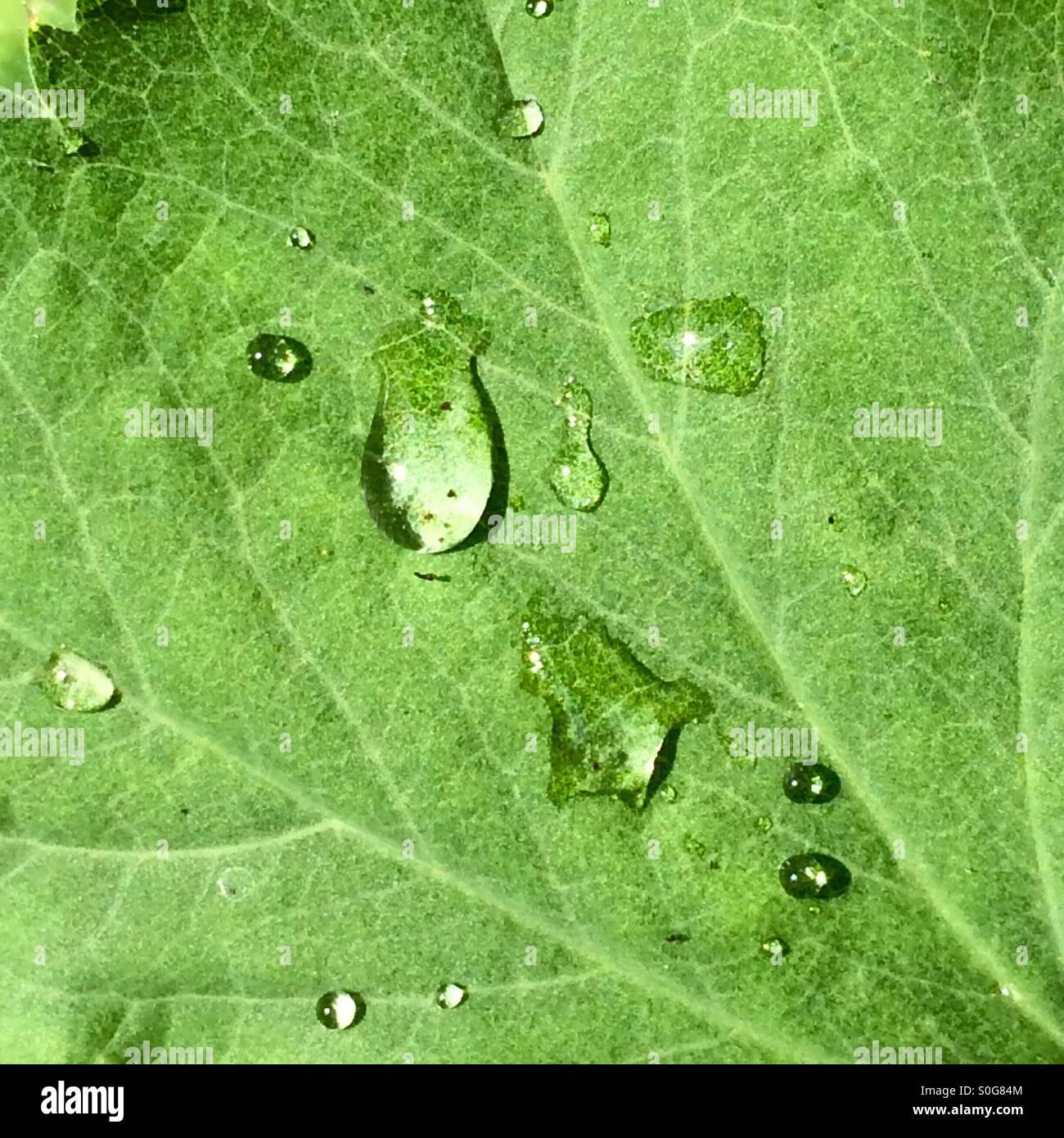 Drip on leaf hi-res stock photography and images - Alamy