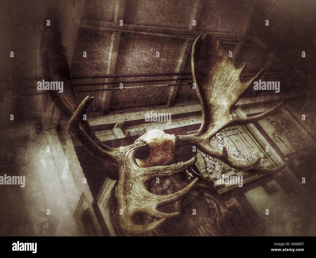 Animal horns for sale hi-res stock photography and images - Alamy