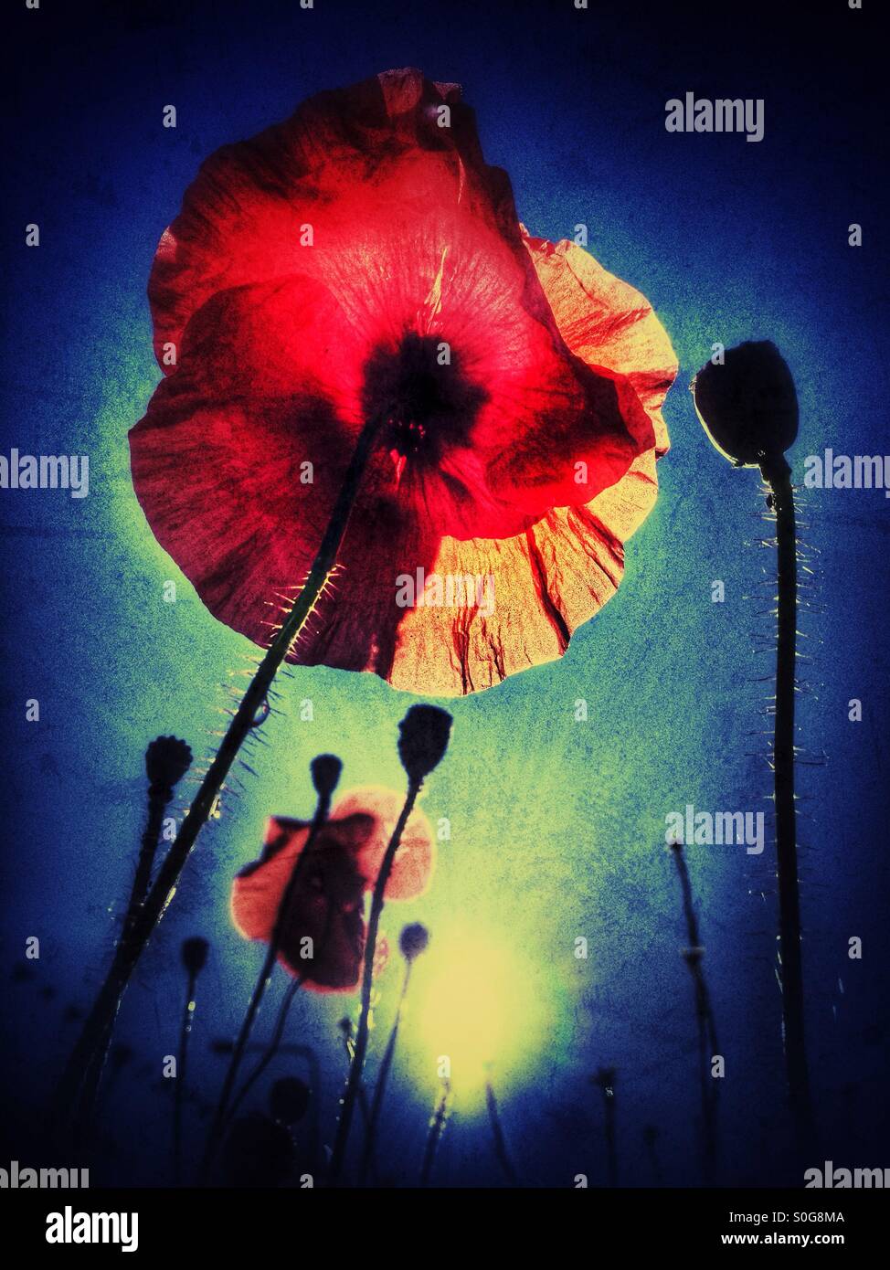 Poppies to the sun hi-res stock photography and images - Alamy