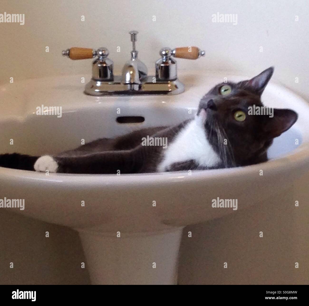 Cat in a sink watching an insect Stock Photo - Alamy