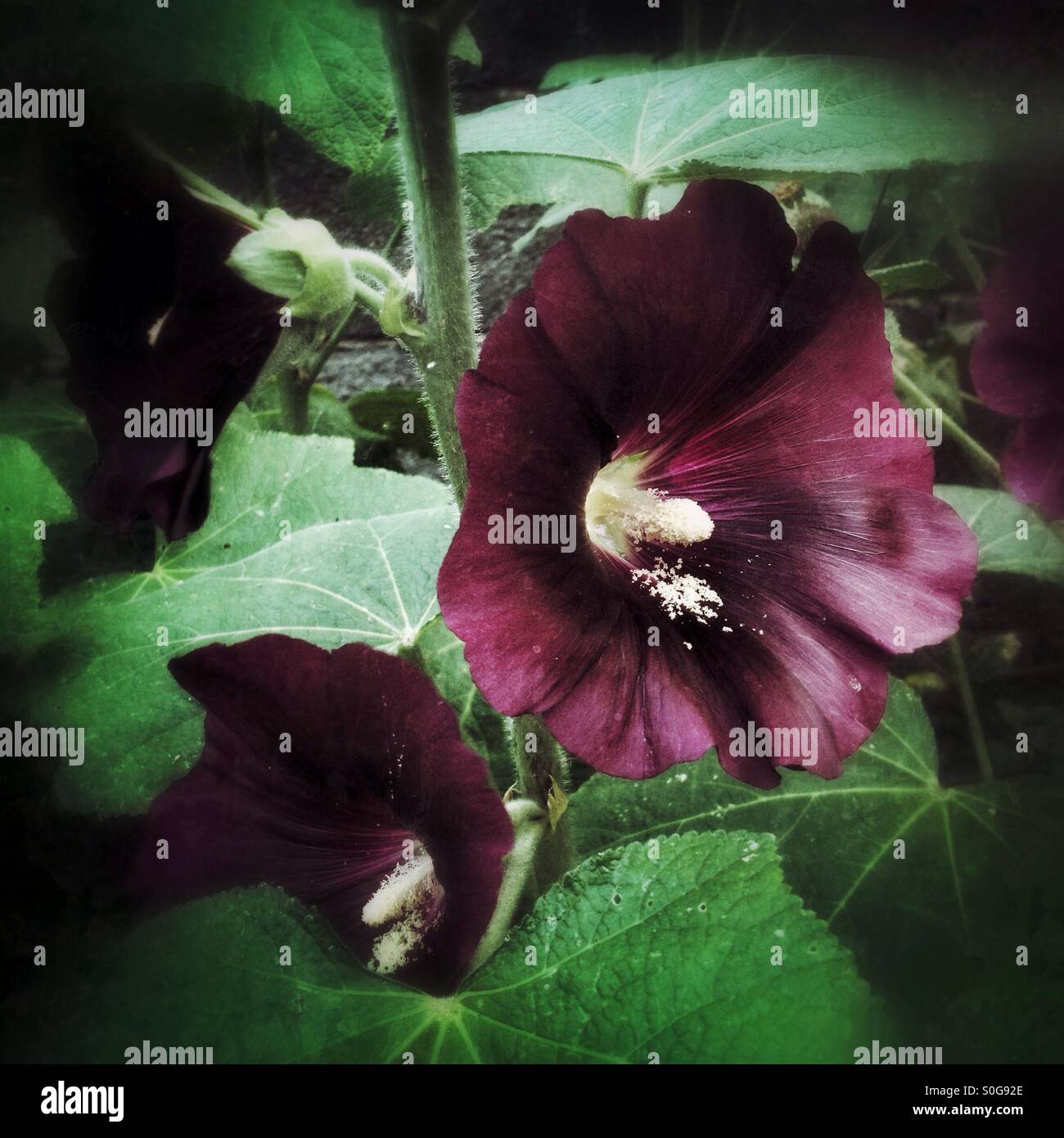 Deep purple hollyhocks Stock Photo - Alamy