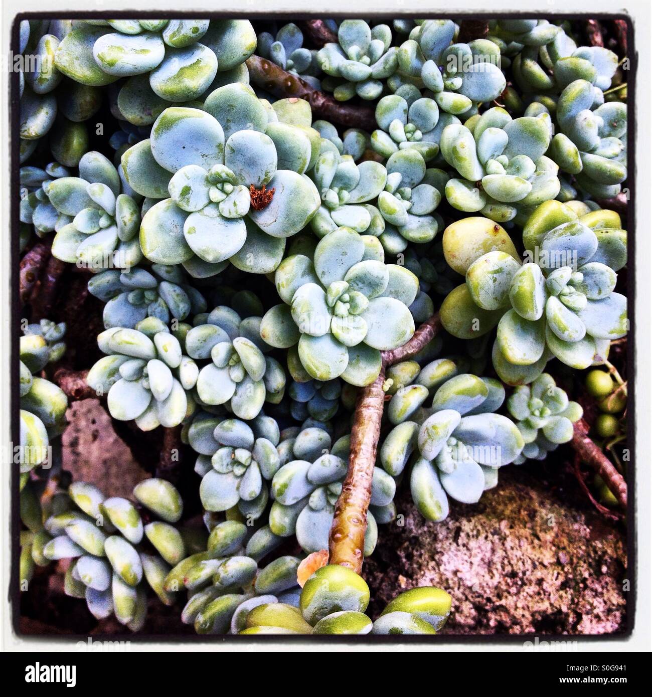Succulent (plant). Color Stock Photo - Alamy