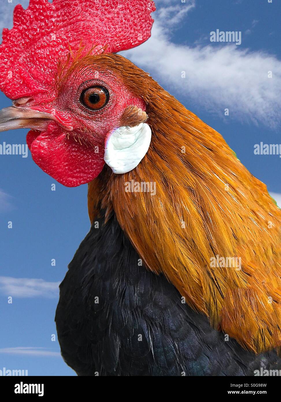 Chicken with red comb hi-res stock photography and images - Alamy