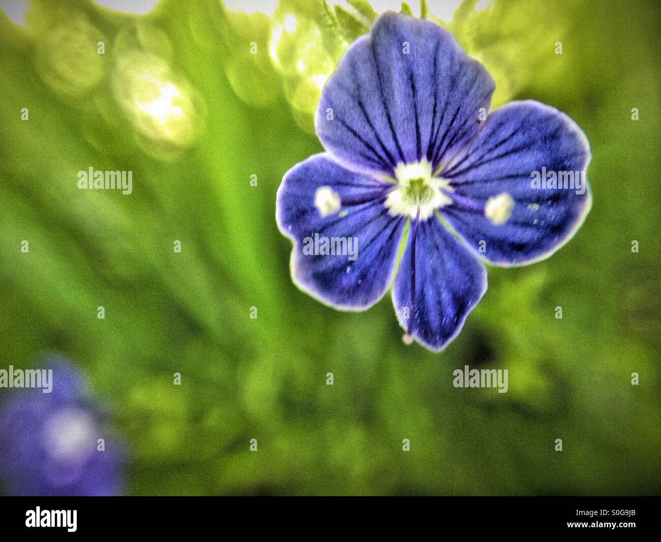 Small blue creeping speedwell flower Stock Photo - Alamy