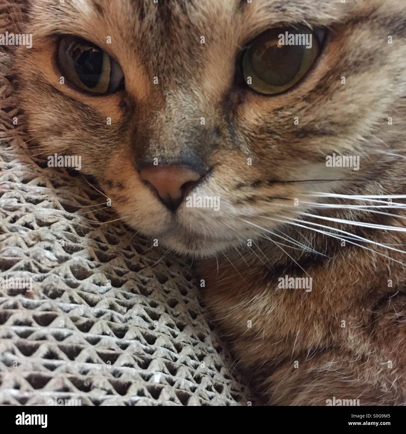 Moody Cat High Resolution Stock Photography and Images - Alamy