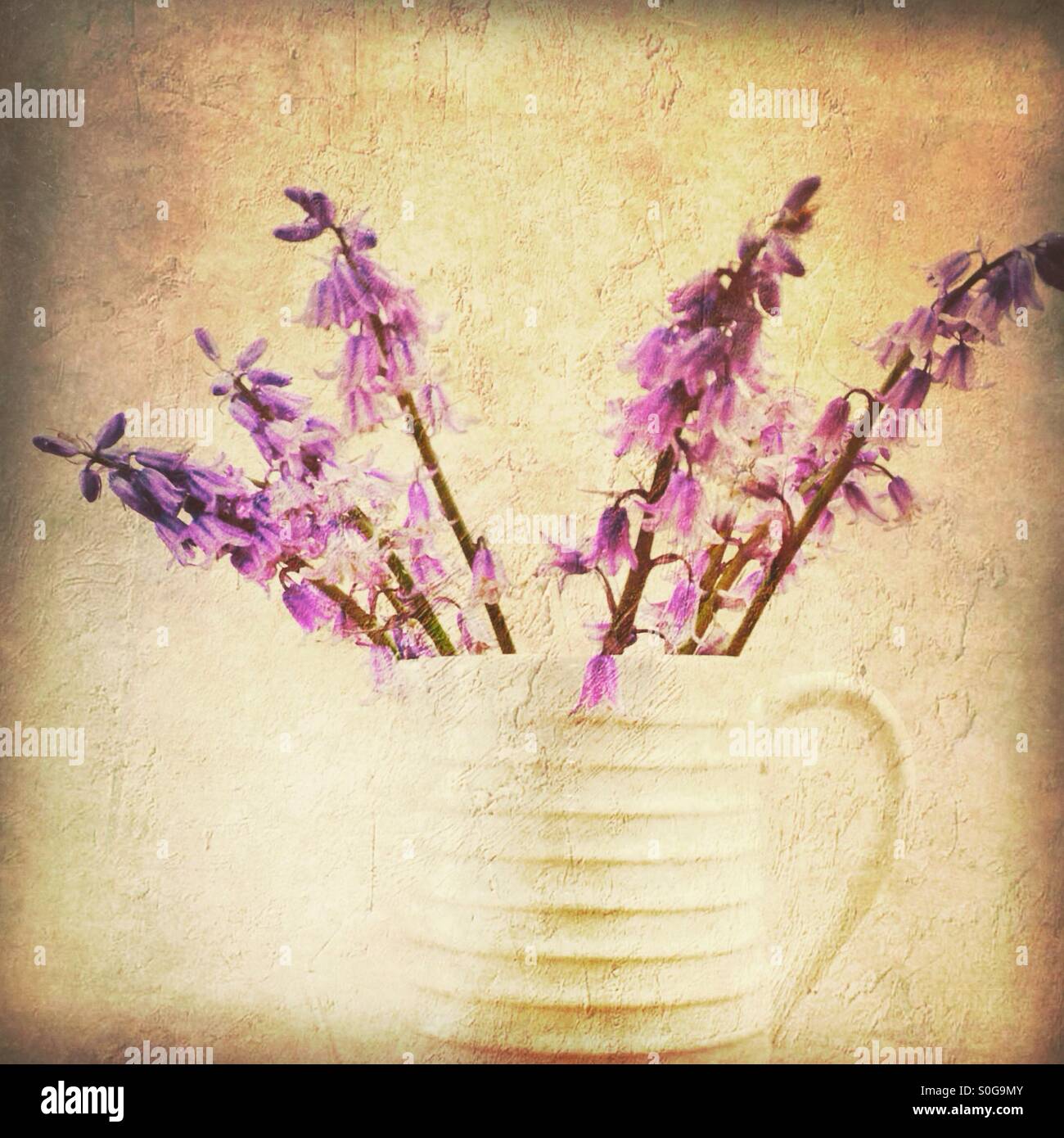 Jug flower hi-res stock photography and images - Alamy