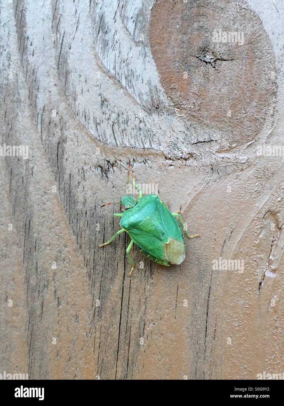 Green bug hi-res stock photography and images - Alamy