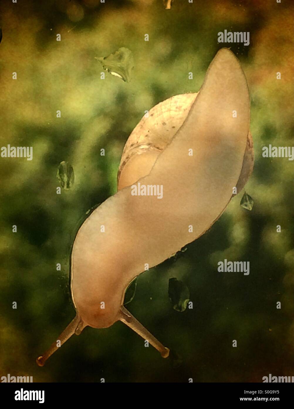 Snail on a window with raindrops Stock Photo - Alamy