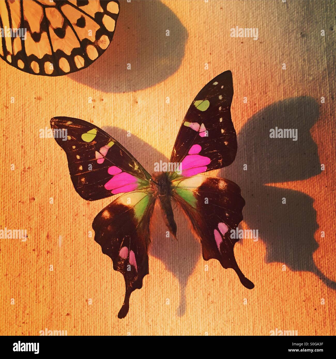 Butterfly shadow hi-res stock photography and images - Alamy