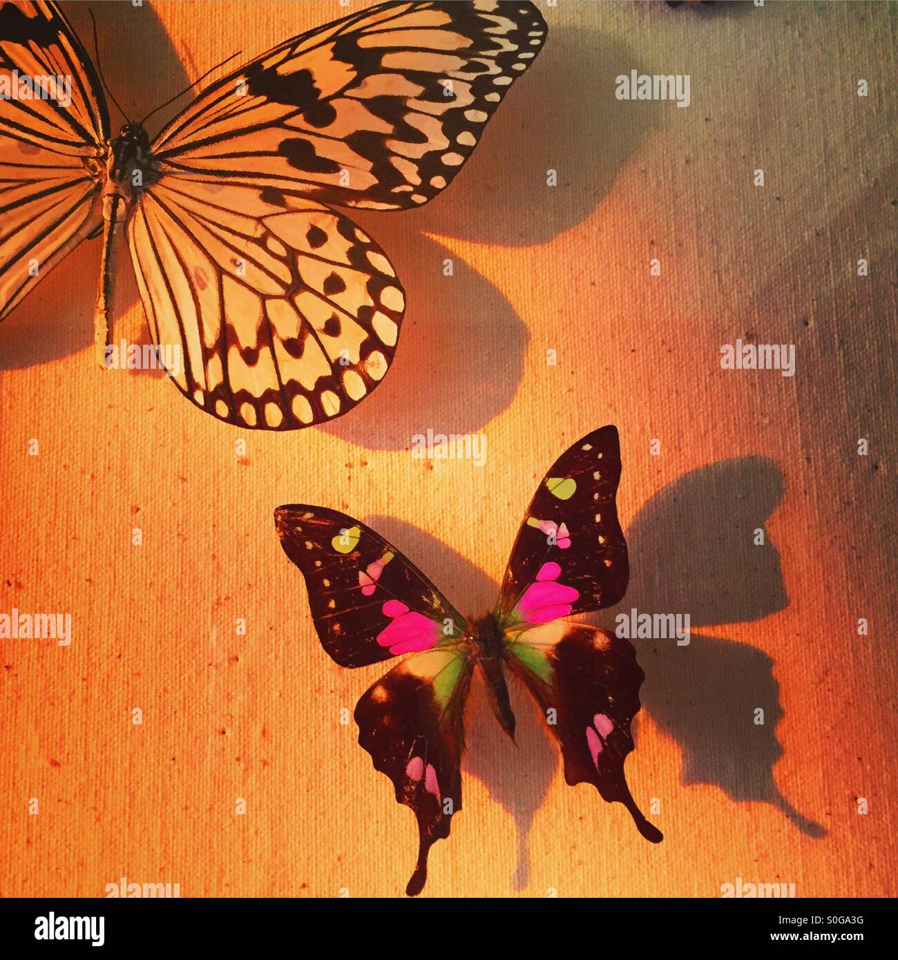 Butterfly shadow hi-res stock photography and images - Alamy