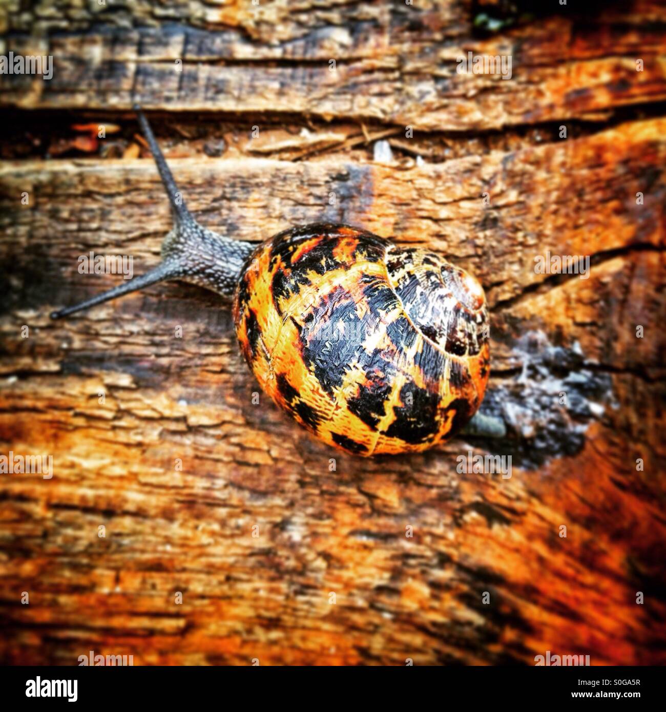 Wood snail hi-res stock photography and images - Alamy