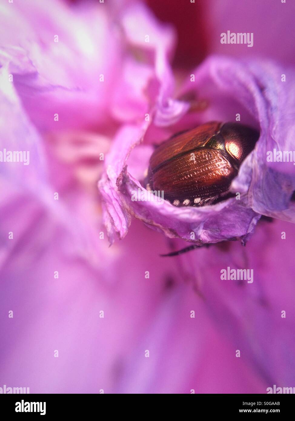 Snug as a bug in a...flower Stock Photo - Alamy