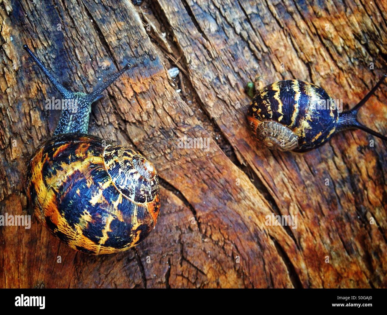 Wood snail hi-res stock photography and images - Alamy