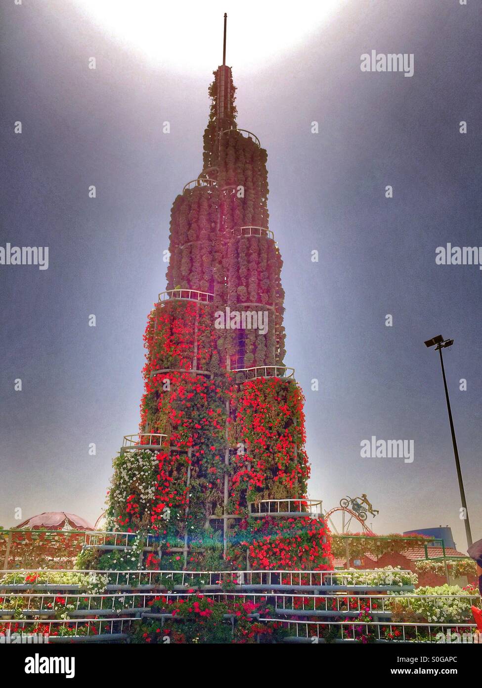 Burj Khalifa in Miracle Garden Stock Photo - Alamy