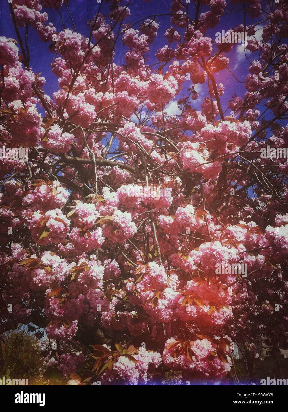 Pink flowering cherry hi-res stock photography and images - Alamy