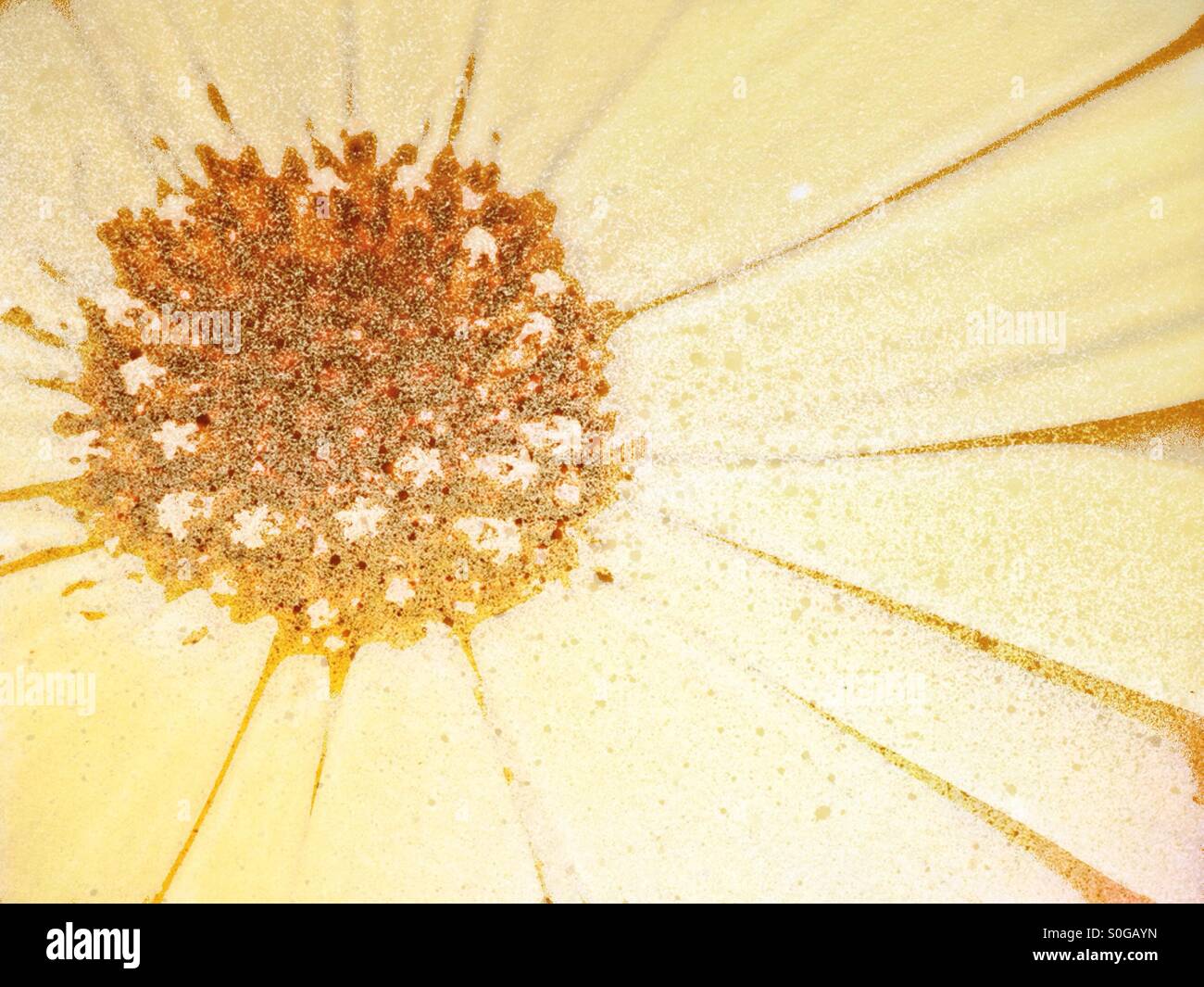Marigold flower with art effect overlay Stock Photo - Alamy