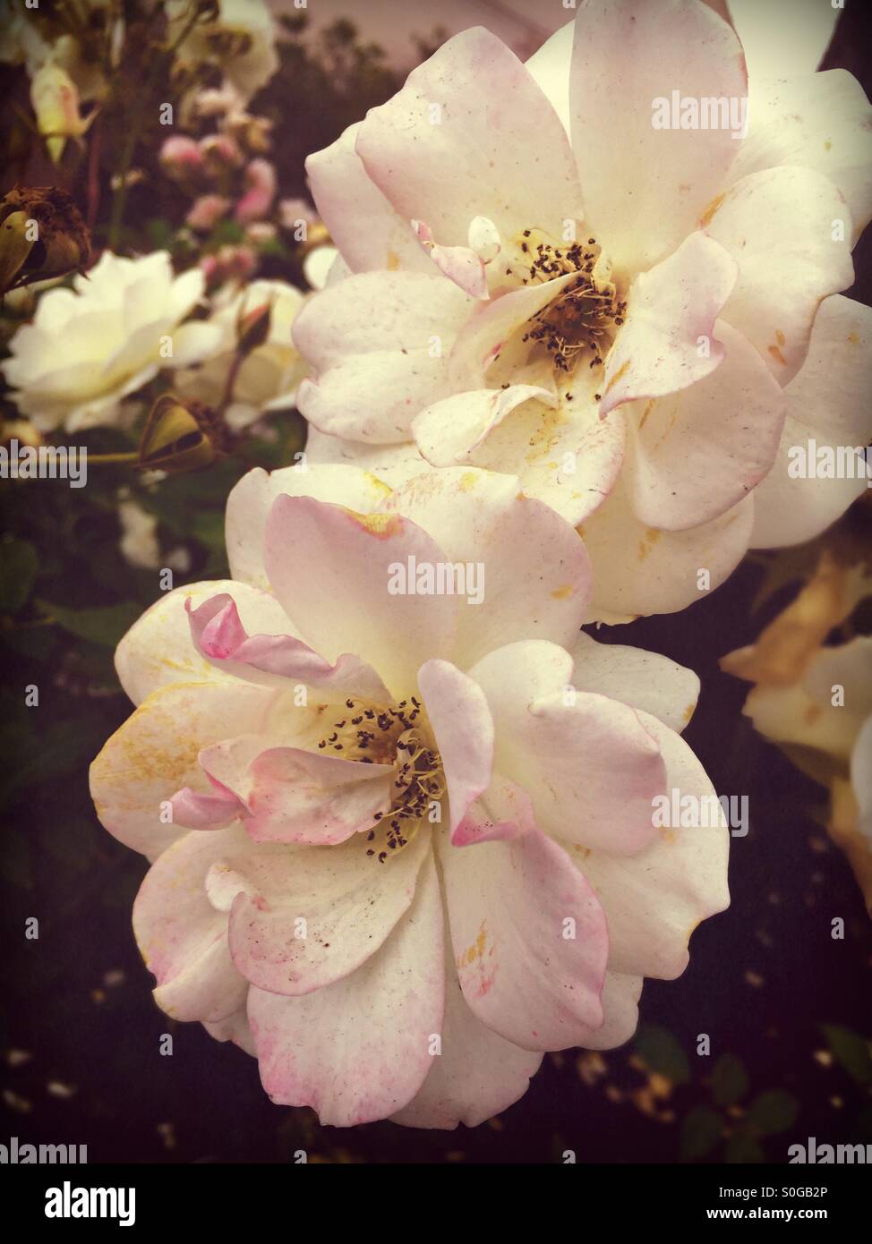 Pretty roses hi-res stock photography and images - Alamy