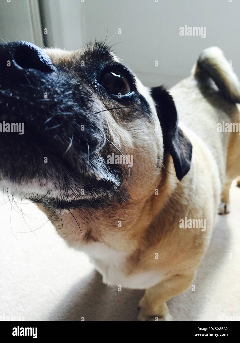 Jack russel cross breed hi-res stock photography and images - Alamy