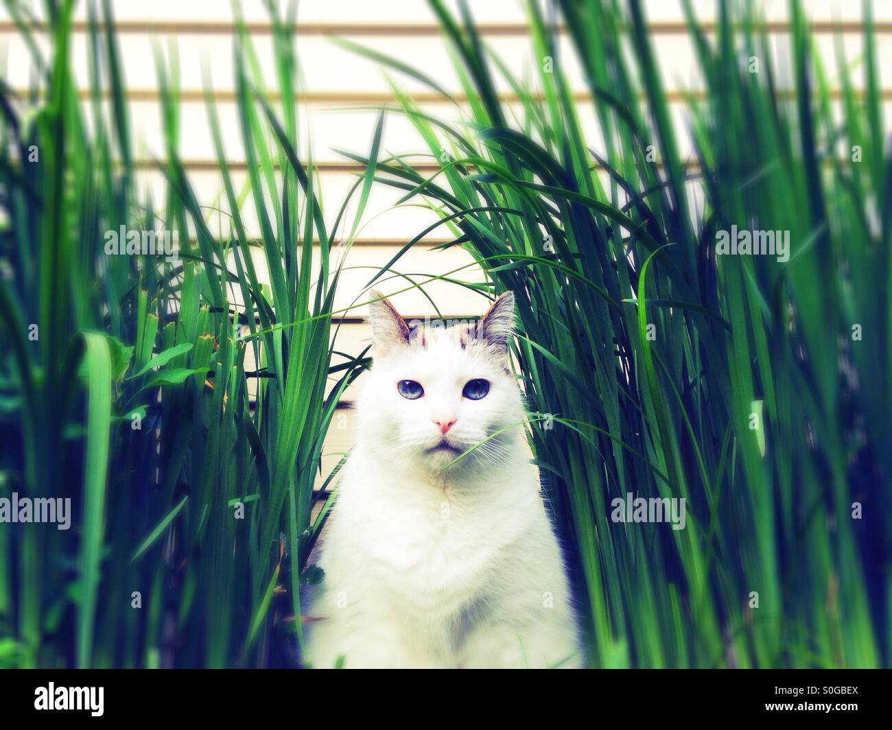 Tall Cat Stock Photos & Tall Cat Stock Images - Alamy