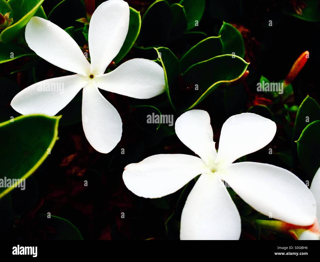 Ocean and flowers hi-res stock photography and images - Alamy
