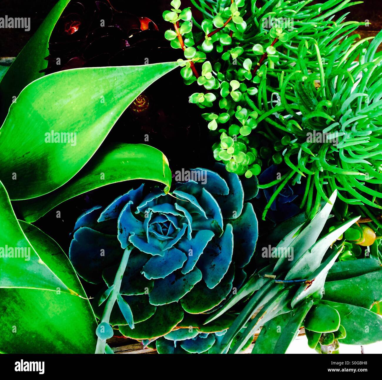 Purple succulents hi-res stock photography and images - Alamy