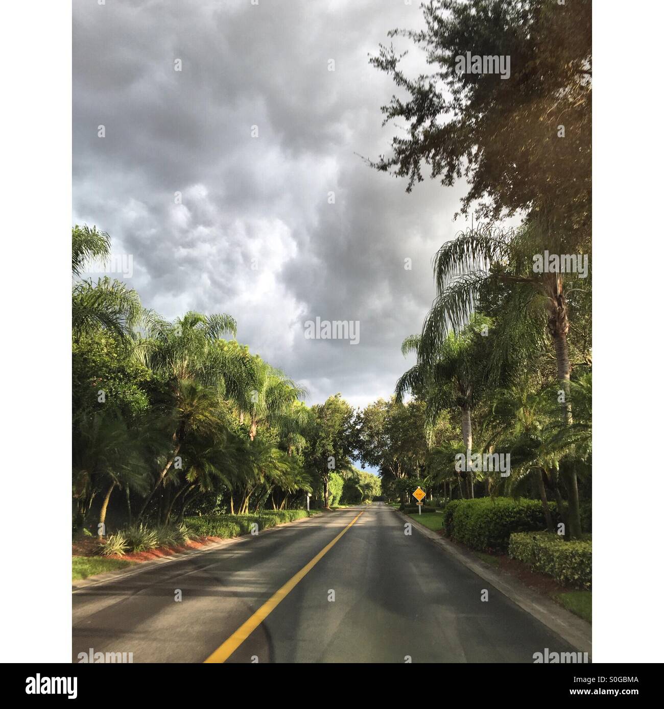 Florida road palm trees hi-res stock photography and images - Alamy