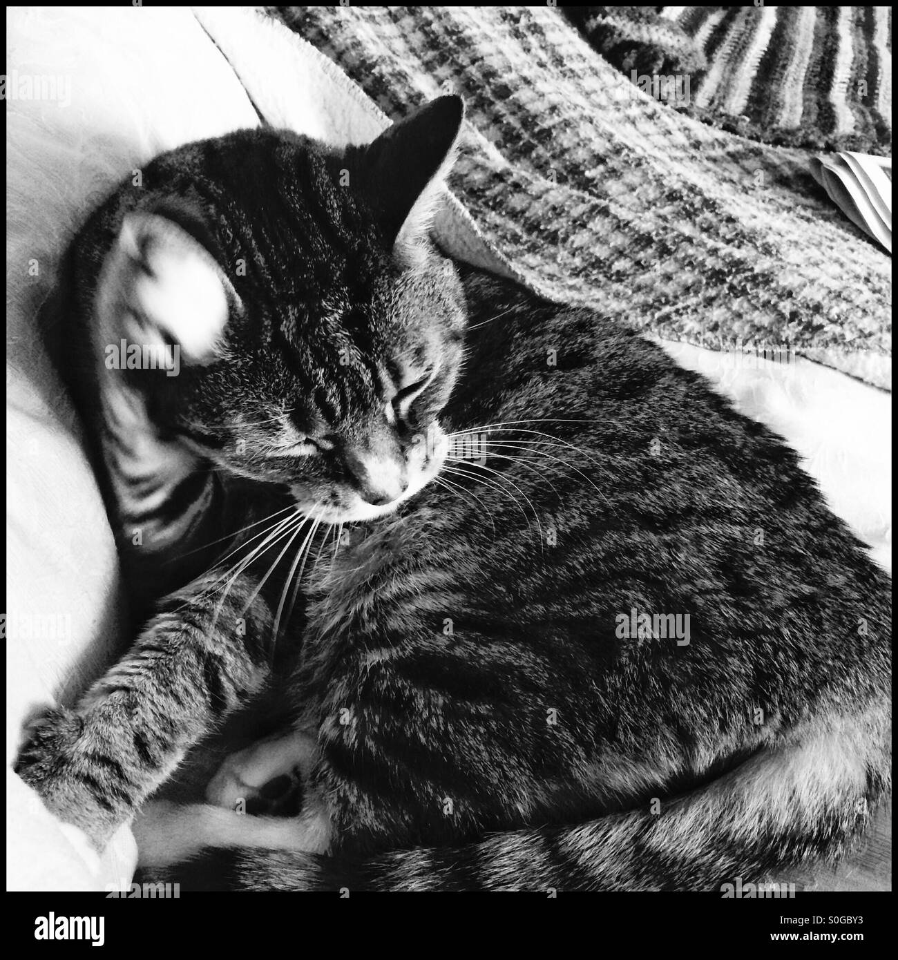 Bathing and preening Black and White Stock Photos & Images - Alamy